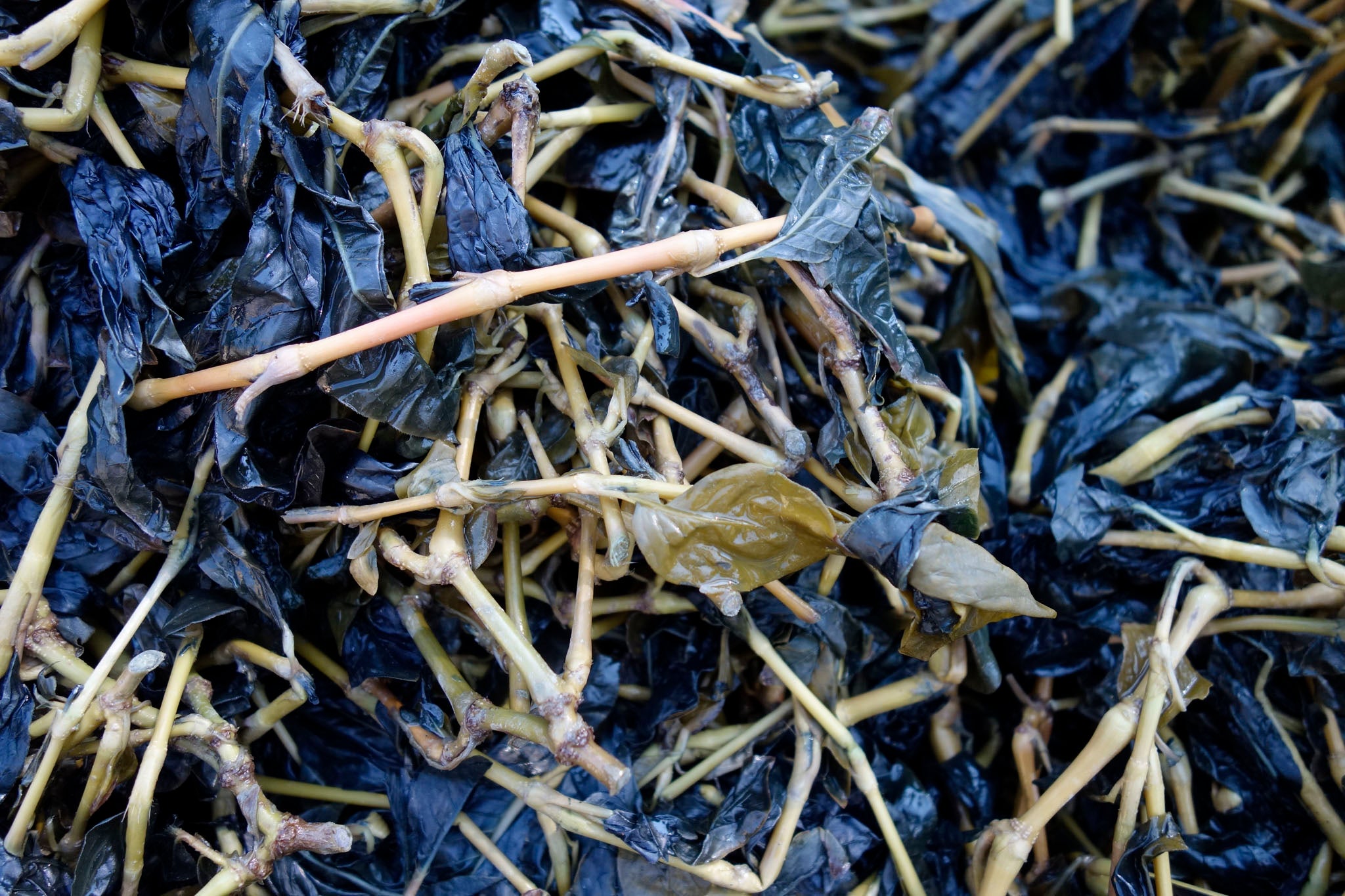 indigo :: extraction experiments – Okan Arts