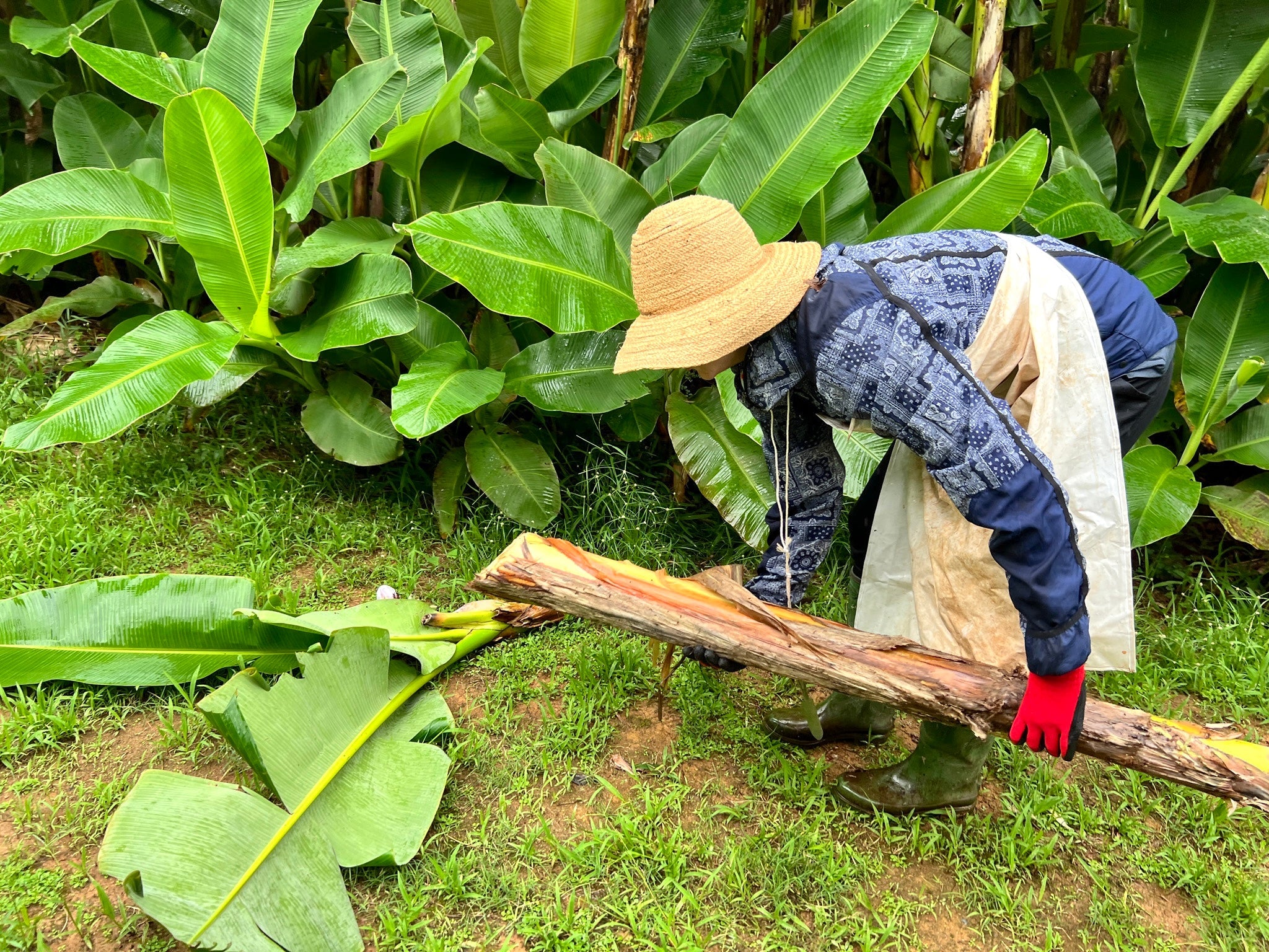 kijoka bashofu :: banana cloth – Okan Arts